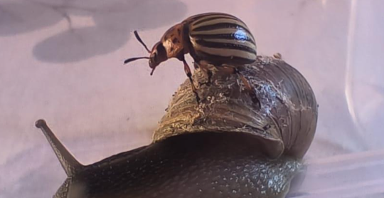 Bed and sun are worth a snail